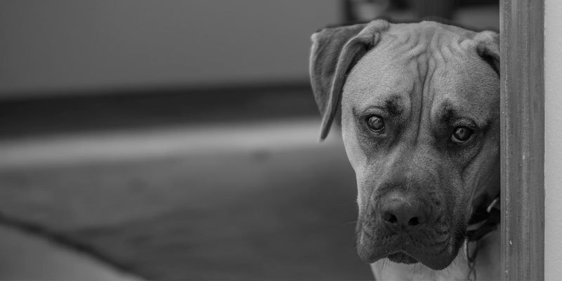 O que é preciso saber sobre a coprofagia