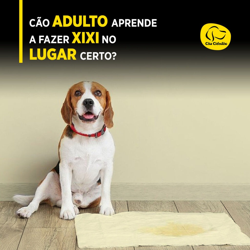 Cão adulto aprende a fazer xixi no lugar certo? – Cão Cidadão