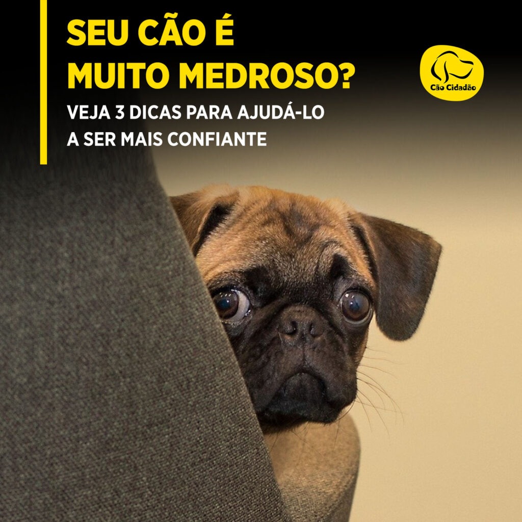 Seu cão é muito medroso? Veja 3 dicas para ajudá-lo a ser mais ...