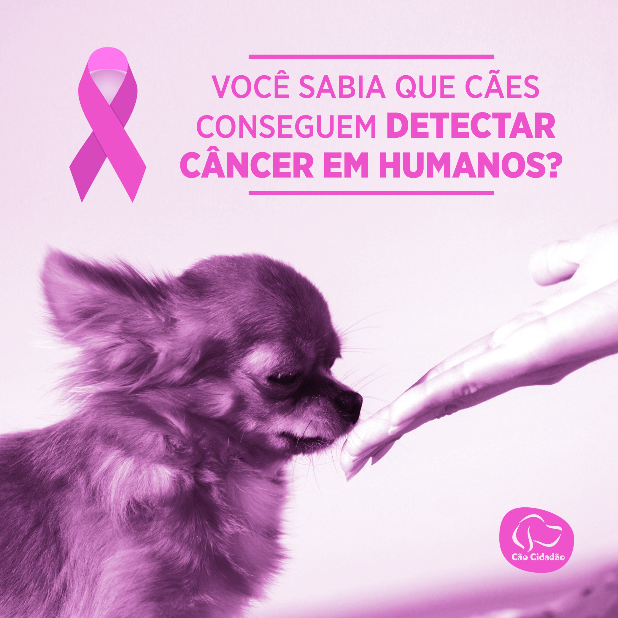 Você sabia que cães conseguem detectar câncer em humanos? - Cão Cidadão